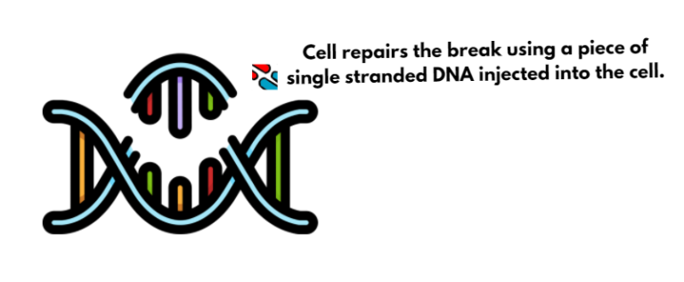 Genetic Engineering - civilspedia.com