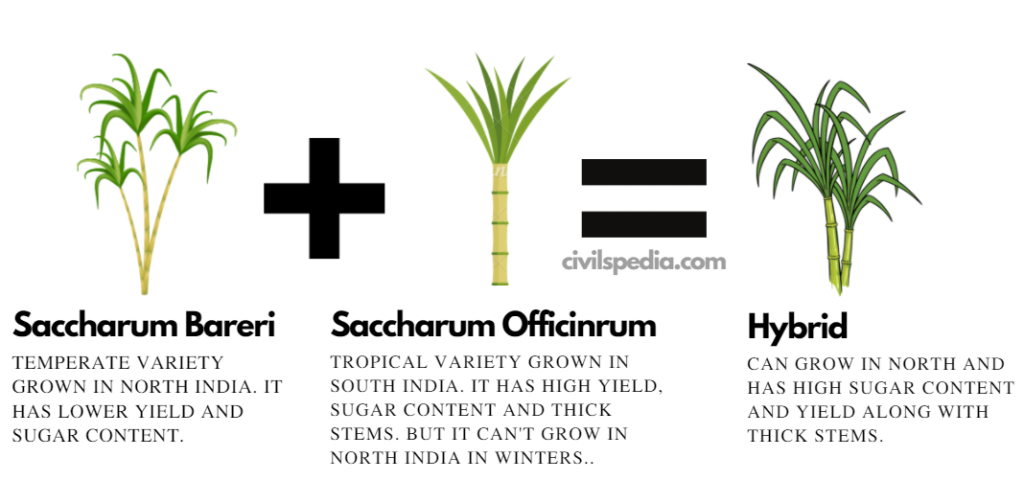 Genetically Modified Crops - civilspedia.com