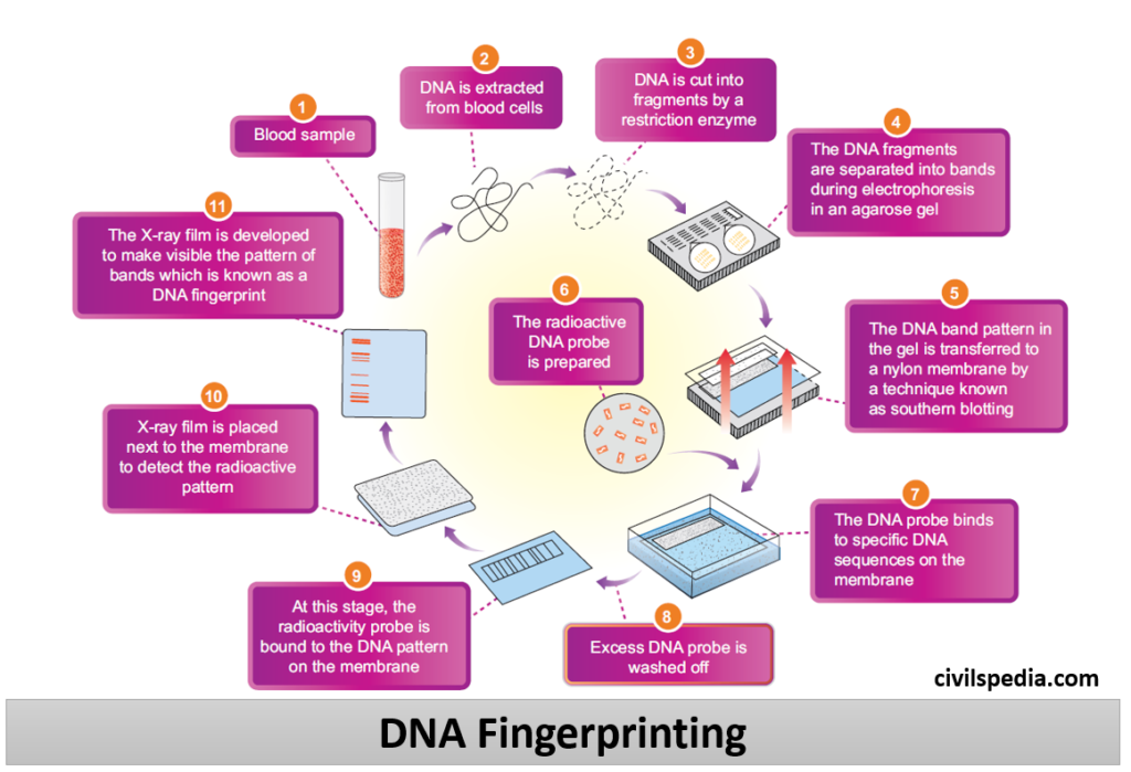 DNA Fingerprinting - civilspedia.com