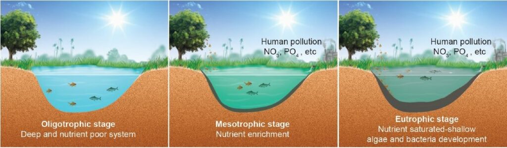 Eutrophication and Algal Bloom - civilspedia.com
