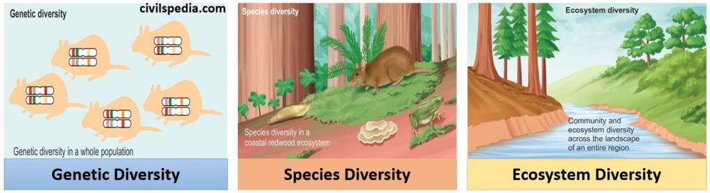 Introduction to Biodiversity - civilspedia.com