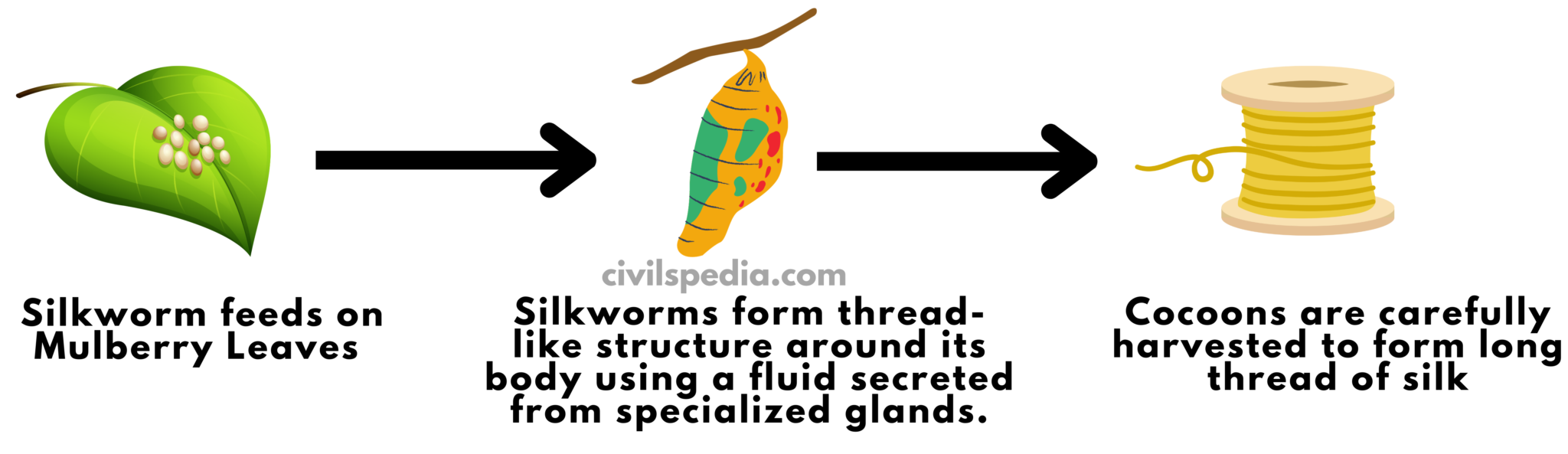 Silk Industry (in India and World) - civilspedia.com